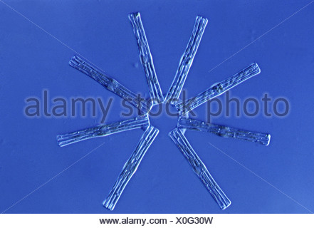 Tabellaria fenestrata (Tabellaria fenestrata Stock Photo: 8707382 - Alamy