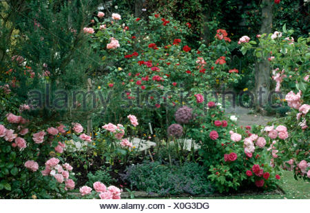 Standard trees in a formal walled potager garden with a paved path ...
