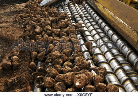 A sugar beet cleaning Stock Photo: 74598937 - Alamy