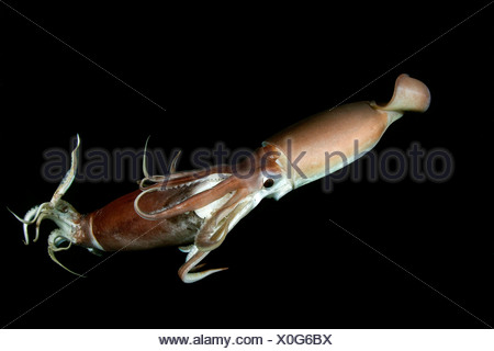 Jumbo or Humboldt squid, Dosidicus gigas, Sea of Cortez, Mexico Stock ...