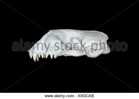 Seal: skull Stock Photo - Alamy