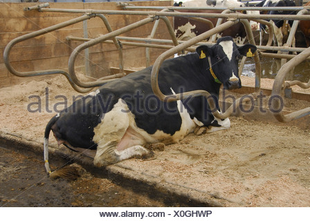 Holstein bedding cow cubicle dairy sawdust friesian friesians Stock ...