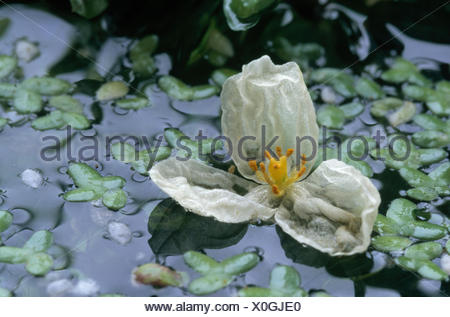 Canadian Waterweed (Elodea canadensis) blooming, common lake plant ...