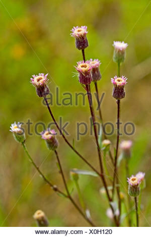 bitter fleabane, blue fleabane, plant, plants Stock Photo: 27741795 - Alamy