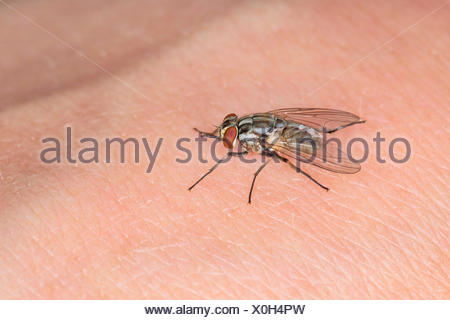 Stable fly, Dog fly, Biting housefly (Stomoxys calcitrans), on human ...