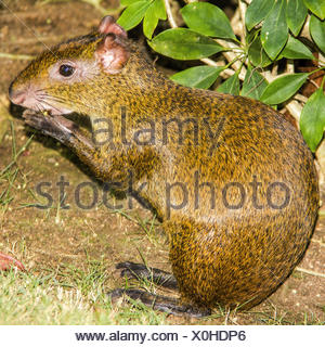 Common Agouti Yucatan Mexico Stock Photo: 122074687 - Alamy