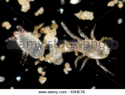 A predatory mite Amblyseius andersoni attacking a food mite Acarus siro ...