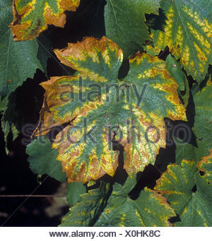 Magnesium deficiency symptoms on Chardonnay grapevine leaves Stock ...