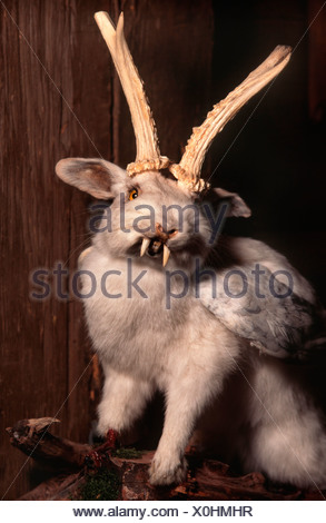 Wolpertinger, Bavarian fabulous creature, Germany Stock Photo - Alamy