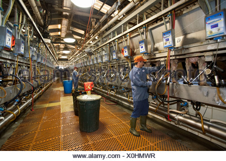 Holstein Dairy, milking parlor Stock Photo: 86661567 - Alamy