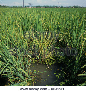 Rice plant infected with tungro virus in a paddy crop Stock Photo ...
