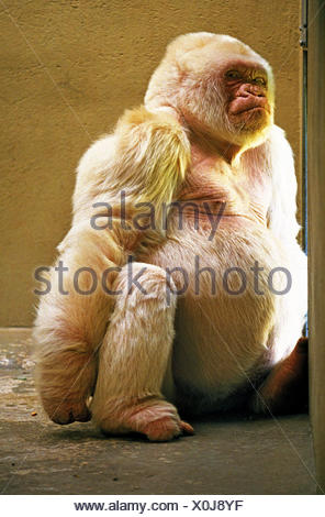 Gorilla, gorilla gorilla, White Male at Barcelona Zoo, called Stock Photo: 111520306 - Alamy