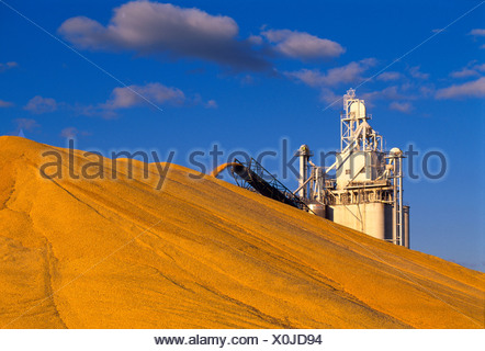 Large pile of harvested grain corn and conveyor overflow corn at a ...