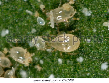 A predatory mite Amblyseius andersoni attacking a food mite Acarus siro ...