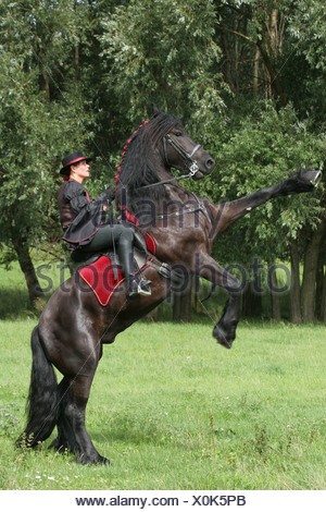 Friesian Horse with rider, rearing Stock Photo - Alamy