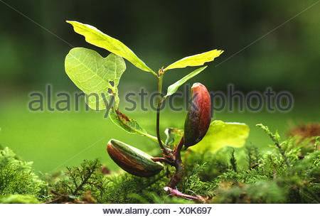 oak germination; quercus Stock Photo: 88516302 - Alamy