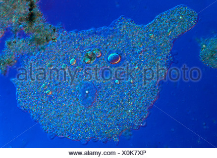 Amoeba showing internal vacuoles Amoeba sp Nomarski Illumination Stock ...