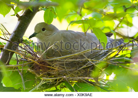 Eurasian collared dove in a nest Stock Photo: 28253426 - Alamy