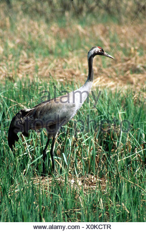 zoology / animals, avian / bird, Gruidae, Common Crane (Grus grus Stock ...