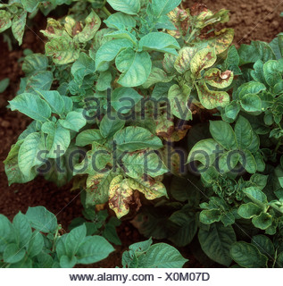 Potato leaf necrosis magnesium deficiency due to excessive potassium ...