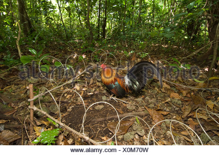 Wild chicken trap Stock Photo: 31383122 - Alamy