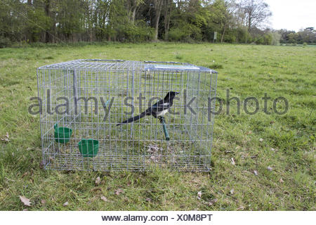 Larsen Trap used to trap Magpies - the bait Magpie has attracted two ...