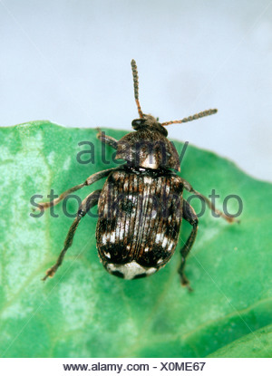 Insect pest Pea weevil (Bruchus pisorum Stock Photo: 68292148 - Alamy