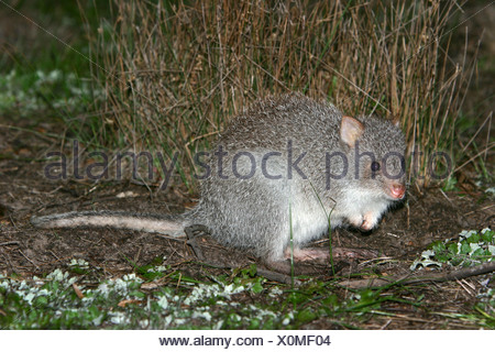 rufous rat-kangaroo, rufous bettong (Aepyprymnus rufescens), Australia ...