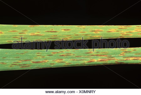 Narrow brown spot (Cercospora oryzae) lesions on a rice leaf Stock ...