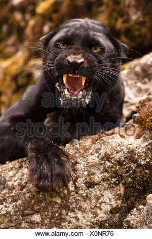 Black panther snarling, Montana, USA Stock Photo - Alamy