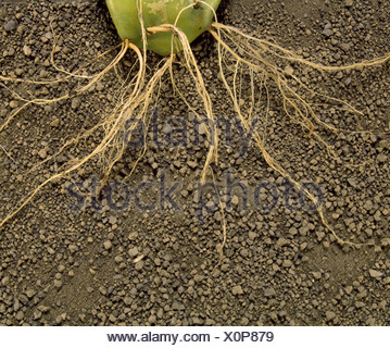 PRICKLY PEAR (OPUNTIA HUMIFUSA) SHOWING DIFFUSED SHALLOW ROOTS Stock ...