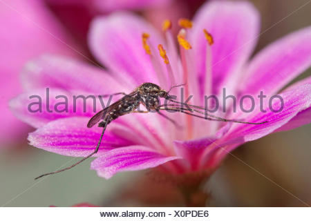 Banded house mosquito, Banded mosquito, Ring-footed gnat (Culiseta ...