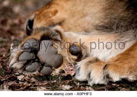 Close up of Lions paws Stock Photo - Alamy