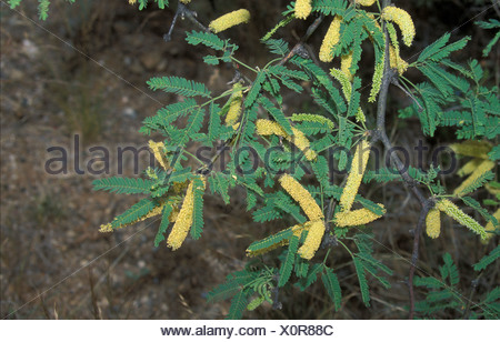 Screwbean mesquite or Tornillo (Prosopis pubescens) corkscrew pods ...