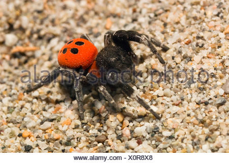 Eresid spider, Ladybird spider (Eresus walckenaeri), female in the ...