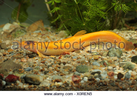 Japanese weatherfish (Misgurnus anguillicaudatus), male 150 mm, orange ...