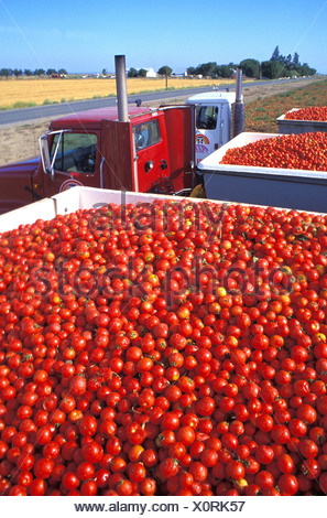 processing tomatoes on truck California Stock Photo - Alamy