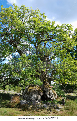 oak (Quercus spec.), Rumskulla Oak, Kvill Oak, oldest tree of sweden ...