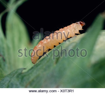 PINK BOLLWORM MOTH (PECTINOPHORA GOSSYPIELLA) LARVA ON COTTON BOLL ...
