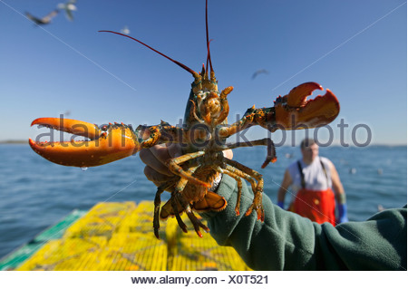 Man showing lobster with fisherman in background Stock Photo: 92837419 ...