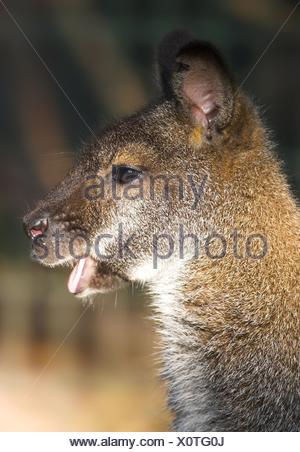 Side profile kangaroo portrait head neck only Stock Photo: 238406262 ...