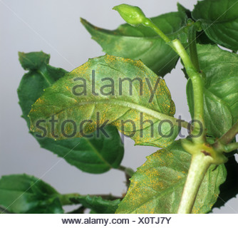 Fuchsia rust (Pucciniastrum epilobii) pustules on the underside of a ...