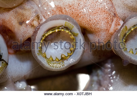 Real Humboldt Squid Sucker Teeth Shadowbox By Mageletsvault