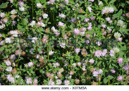 Persian clover, Shaftal (Trifolium resupinatum), blooming, wild form ...