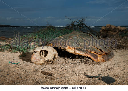 Skeleton of a Loggerhead sea turtle (Caretta caretta), poaching, Sal ...