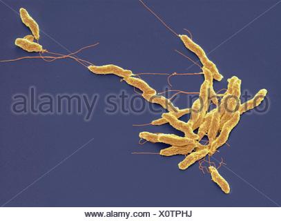 Common bacteria infecting human Stock Photo: 49112938 - Alamy