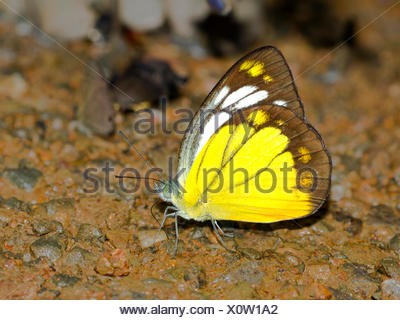 Cepora judith, orange gull Stock Photo: 66720898 - Alamy