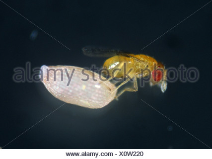 Parasitoid wasp Trichogramma sp with angoumois grain moth egg Stock ...