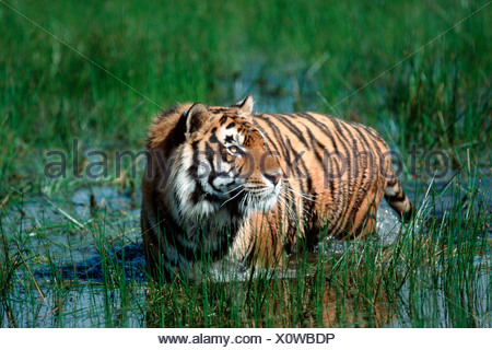 indischer tiger, koenigstiger, panthera tigris tigris, indien, asien ...