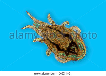 red mite of poultry, poultry red mite, red chicken mite, chicken mite ...